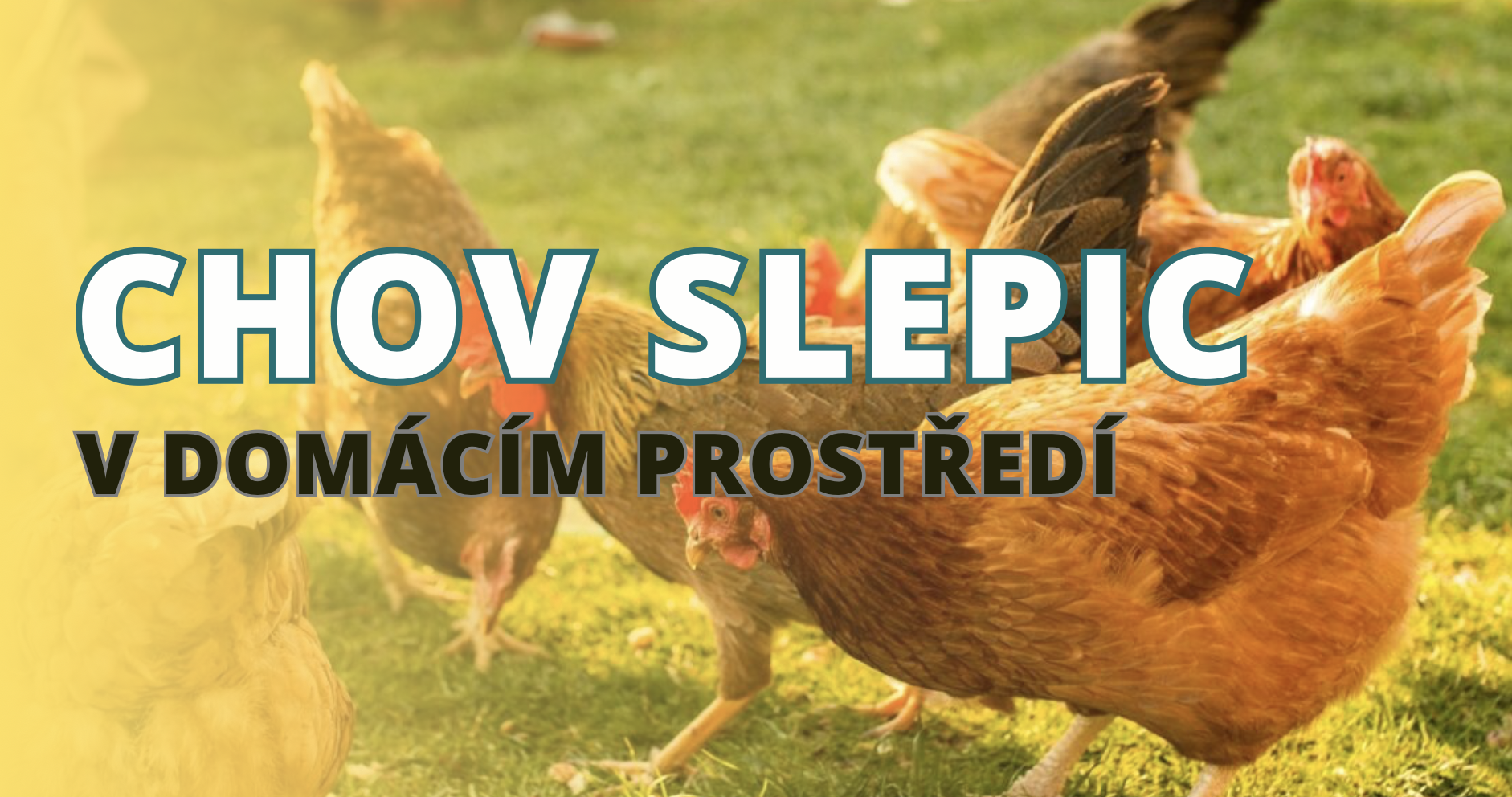 Chov slepic v domácím prostředí.
